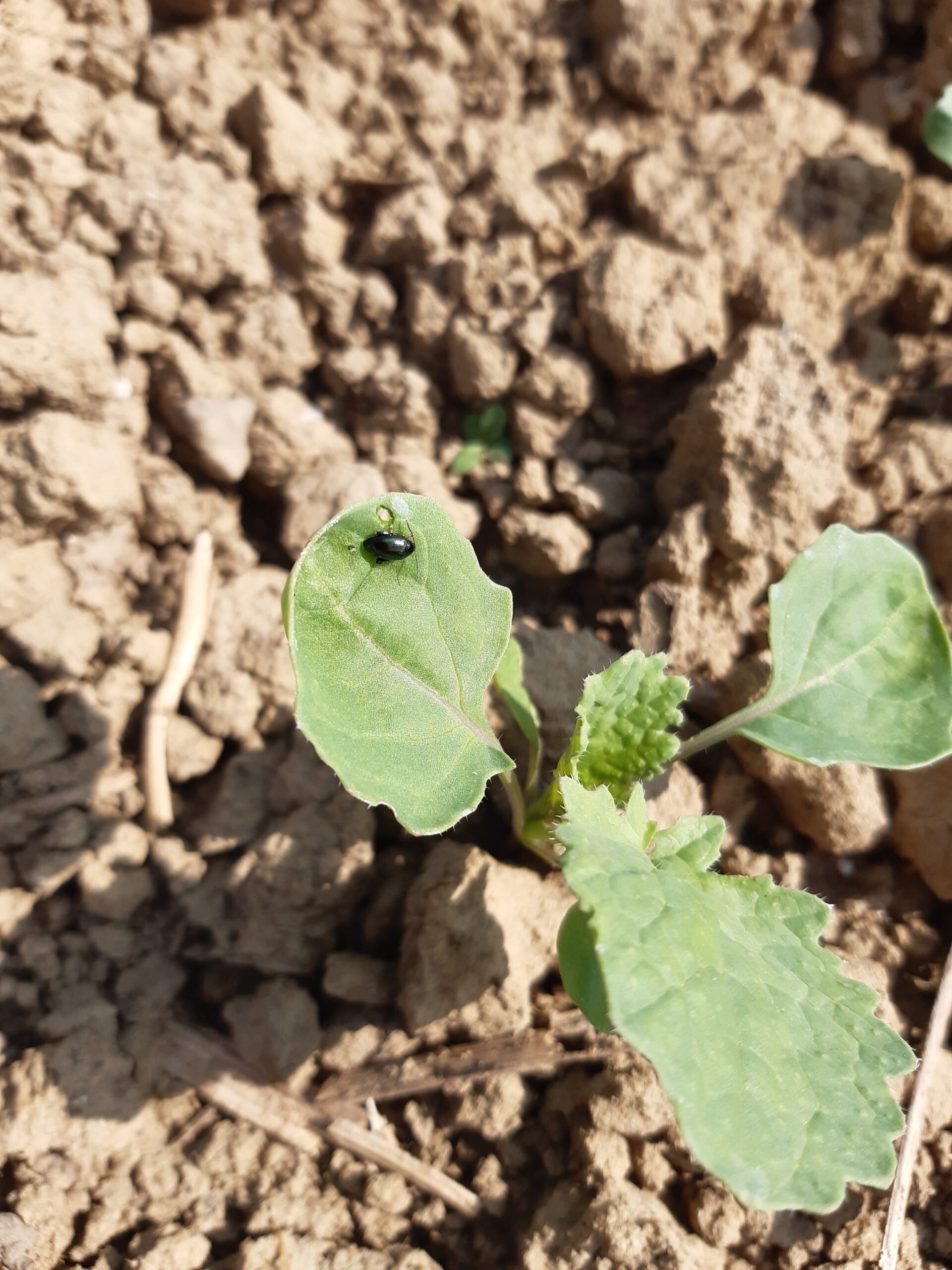 Colza: stades et ravageurs