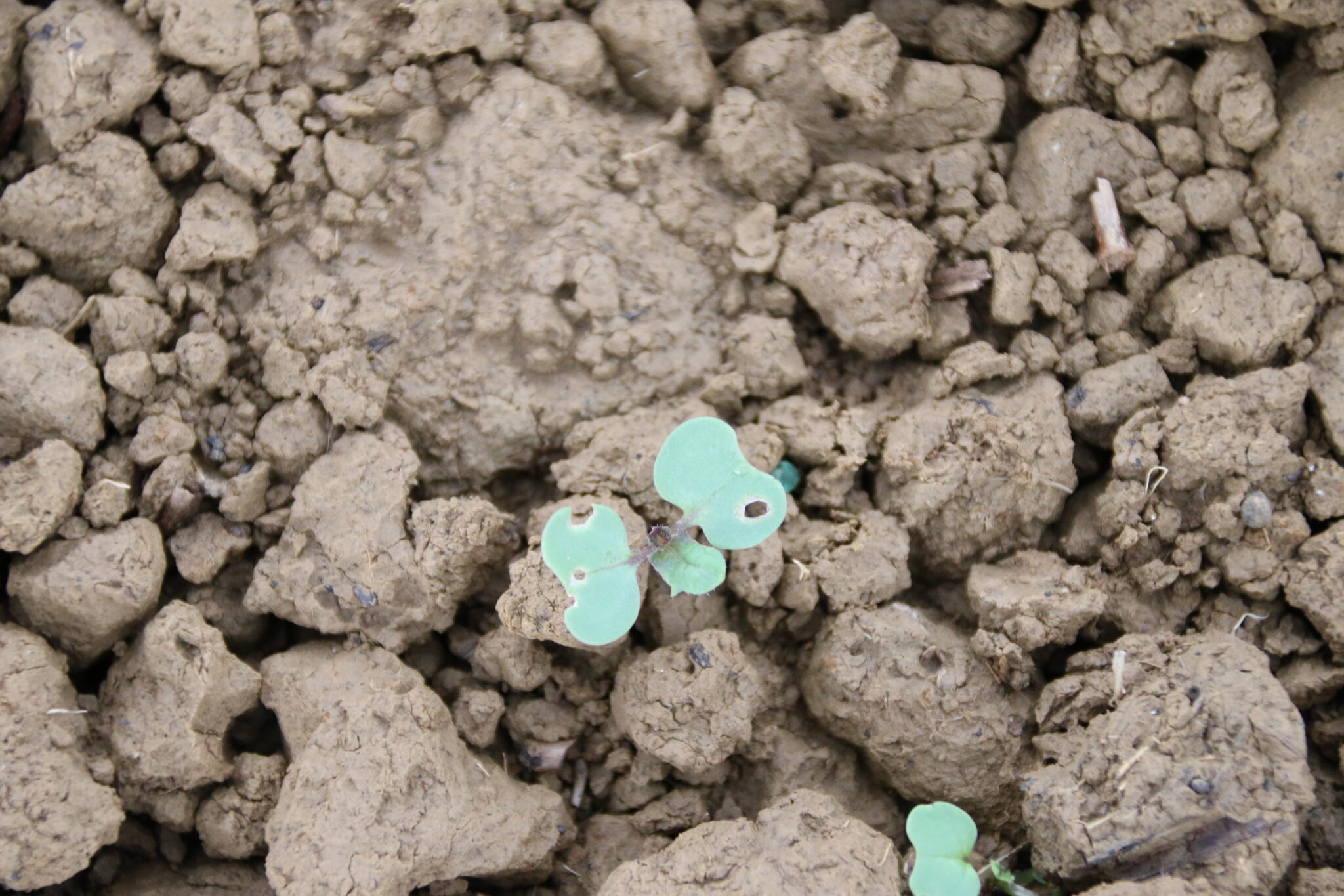 Bulletin phytosanitaire 12/2025